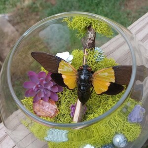 Cottagecore Cicada Ecosystem Decor - Etsy
