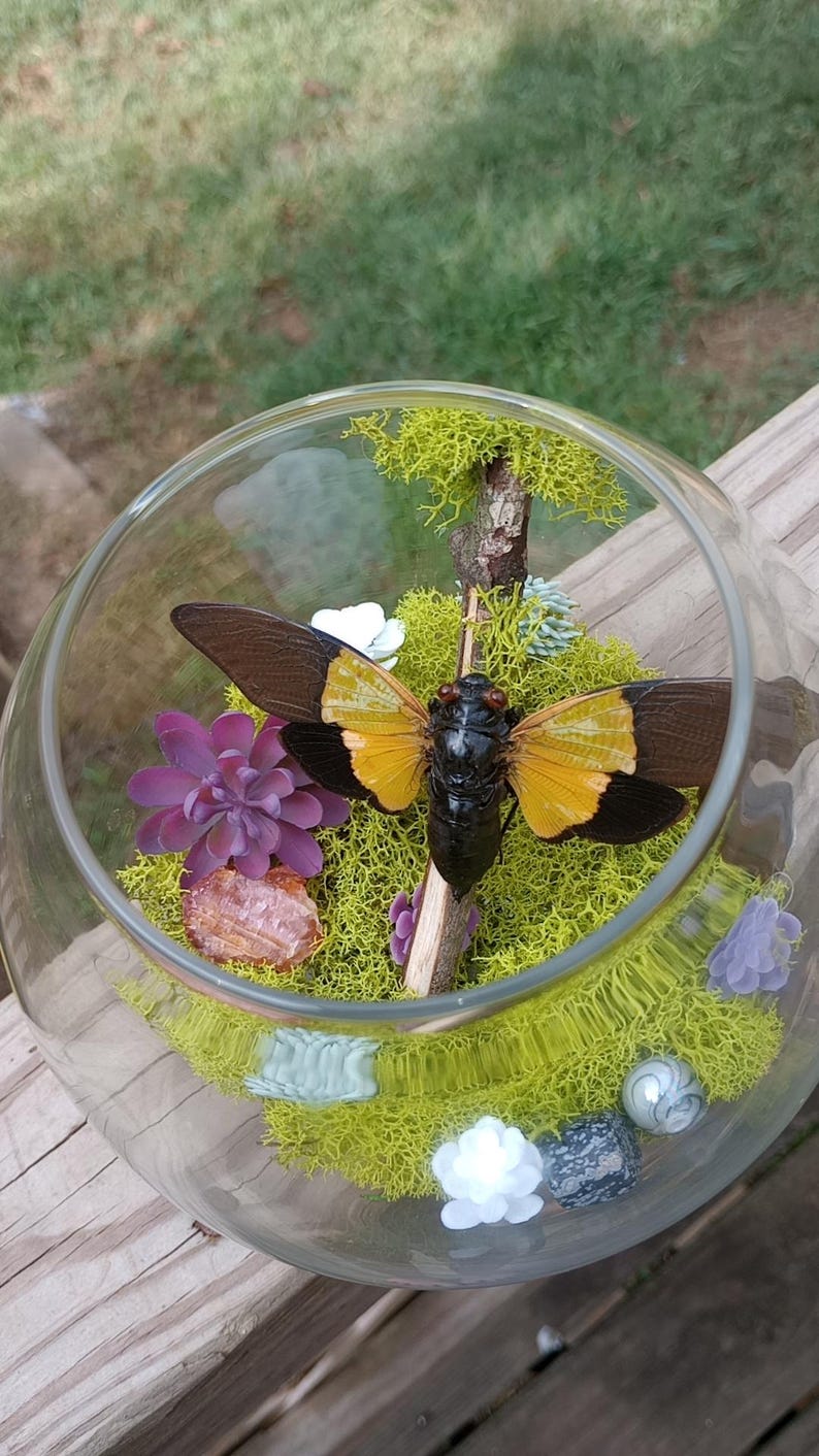 Cottagecore Cicada Ecosystem Decor - Etsy