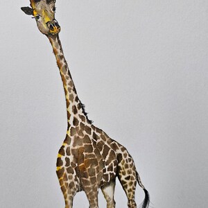 Hand-drawn A4 Posters of Animals and Their Collective Nouns. These Are ...