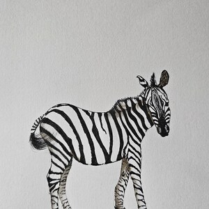 Hand-drawn A4 Posters of Animals and Their Collective Nouns. These Are ...