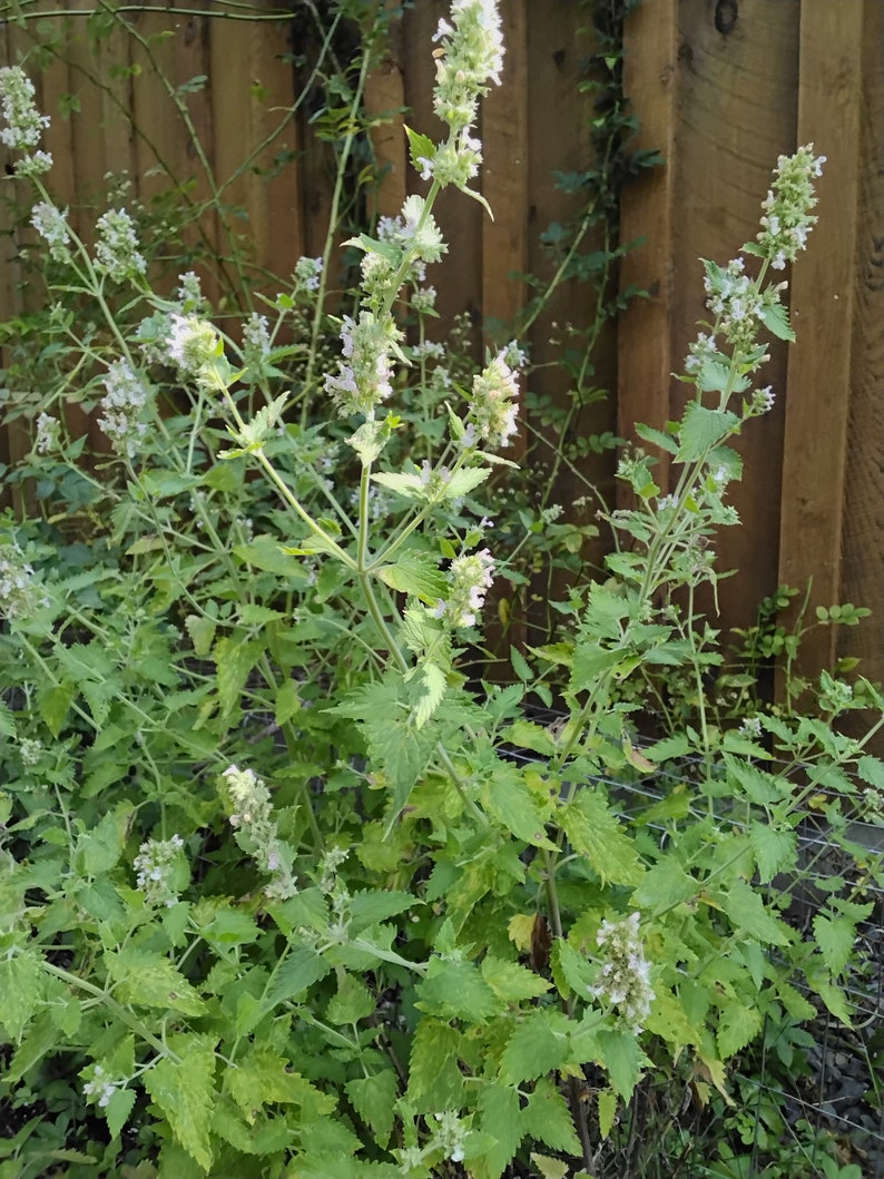 Dried Catnip - Etsy