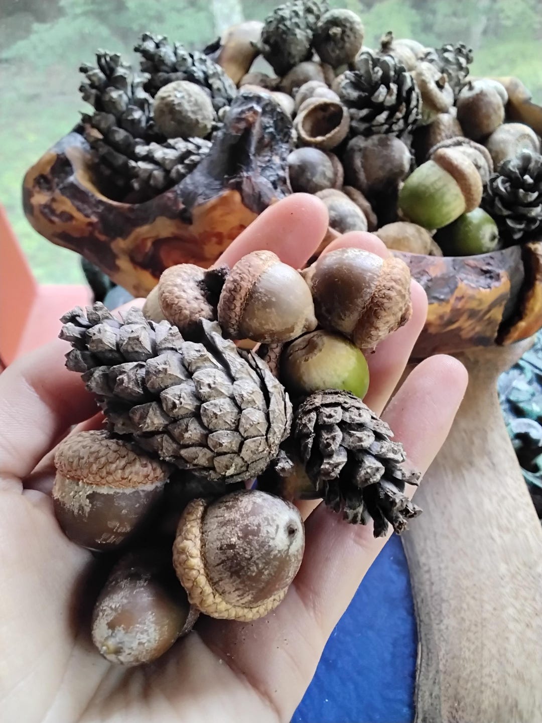 Autumn Acorn and Pinecone Decorative Mix - Etsy