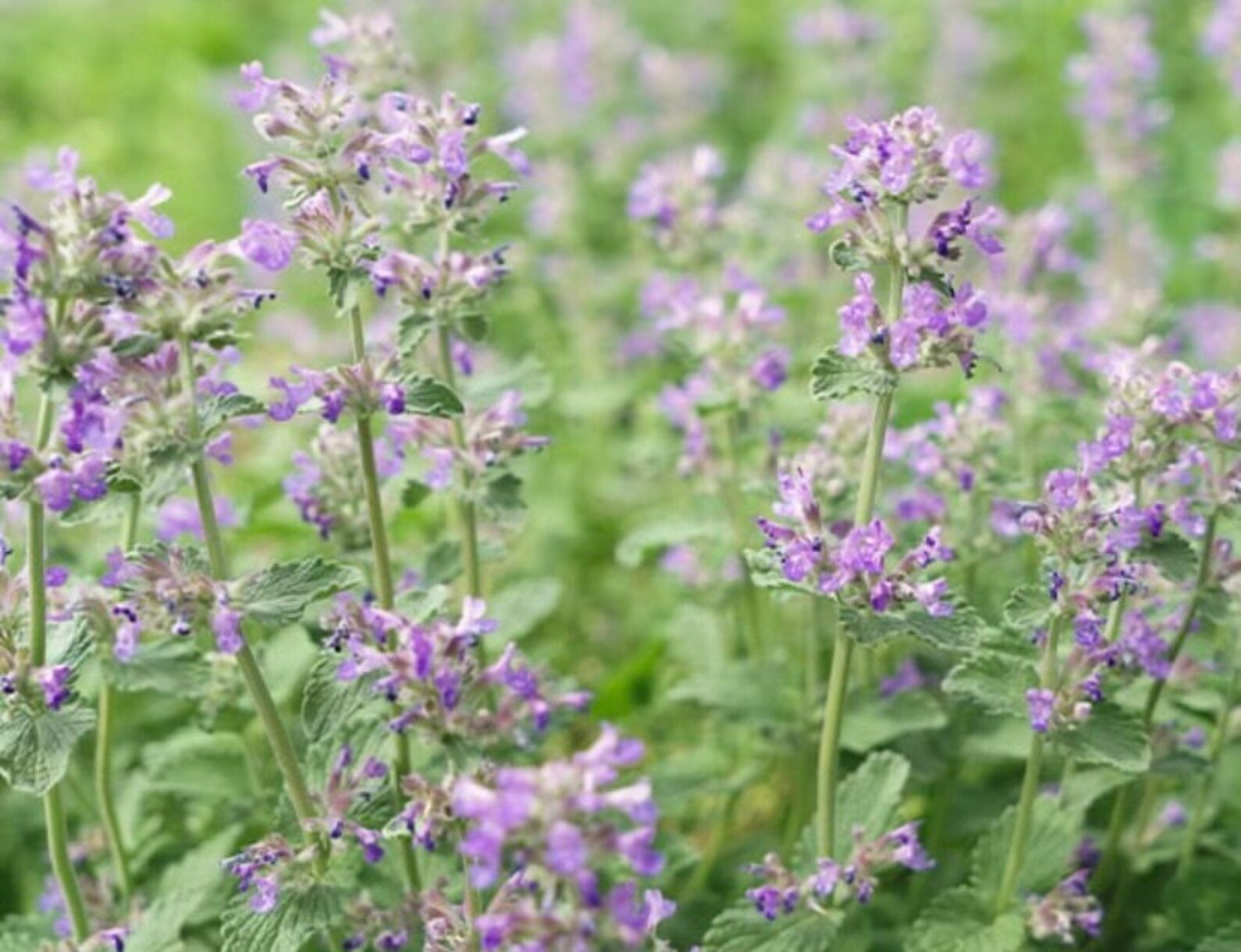 Dried Catnip - Etsy