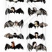 Halloween Wings... Digital Collage Print Sheet No136 - Etsy