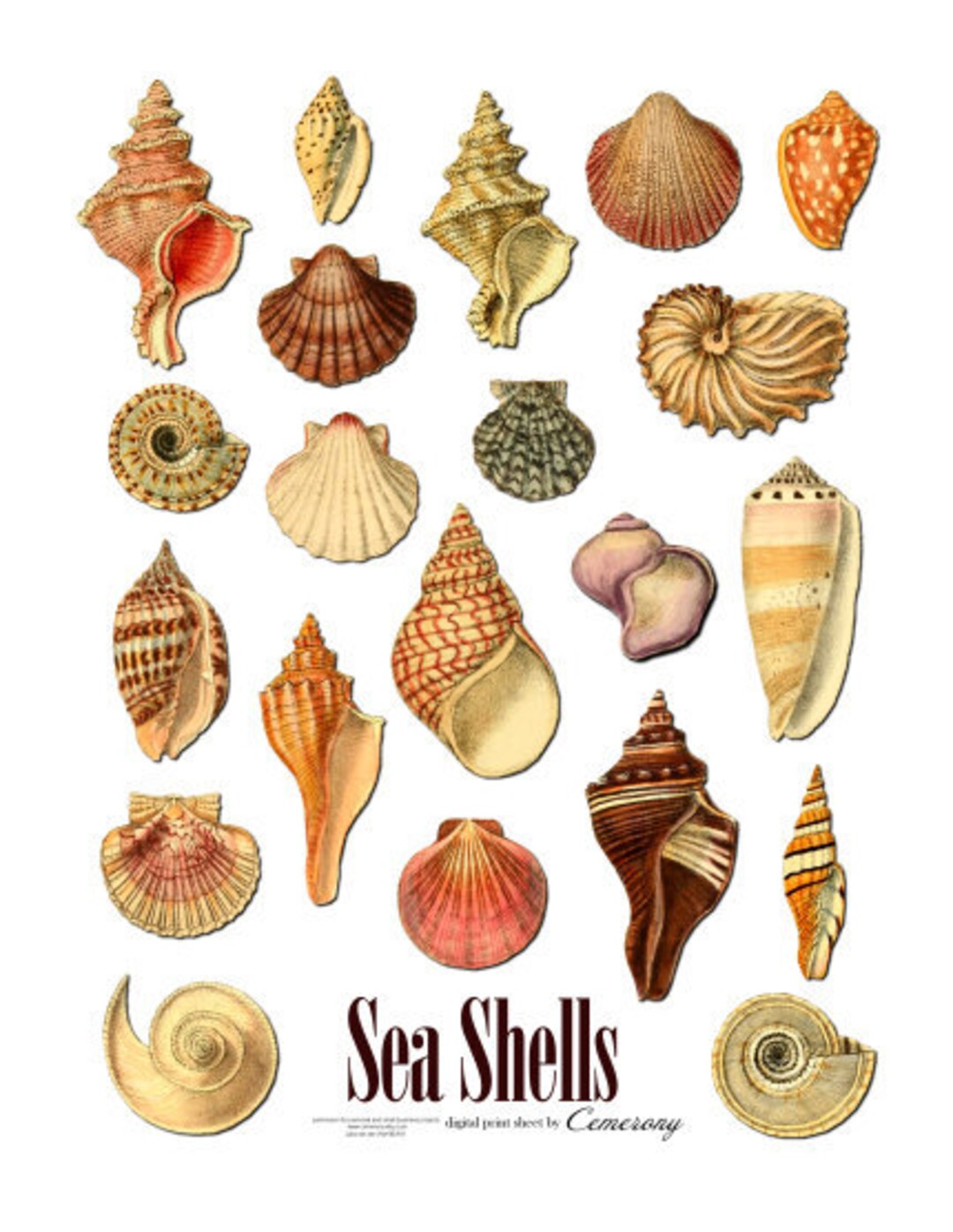 Sea Shells Digital Collage Sheet No256 - Etsy