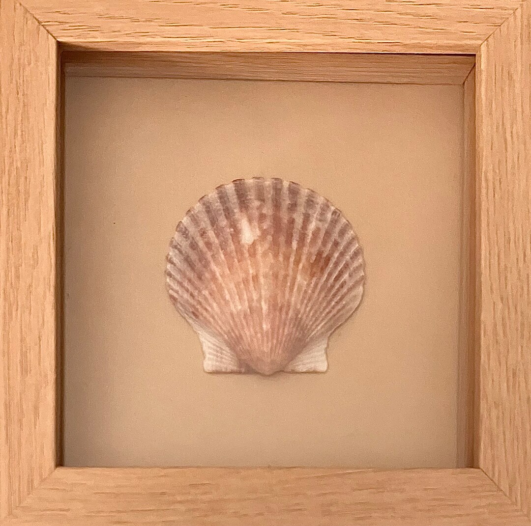 Scallop Shadow Box - Etsy