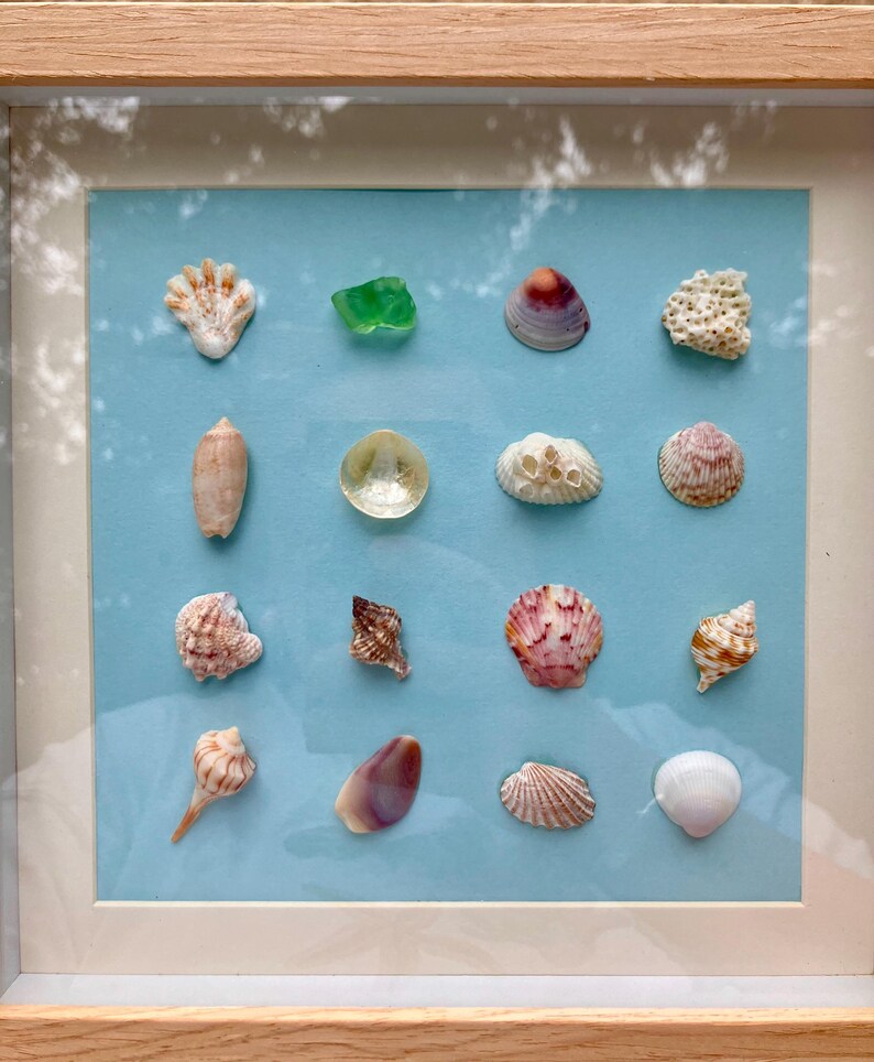 4 X 4 Shell Shadow Box - Etsy