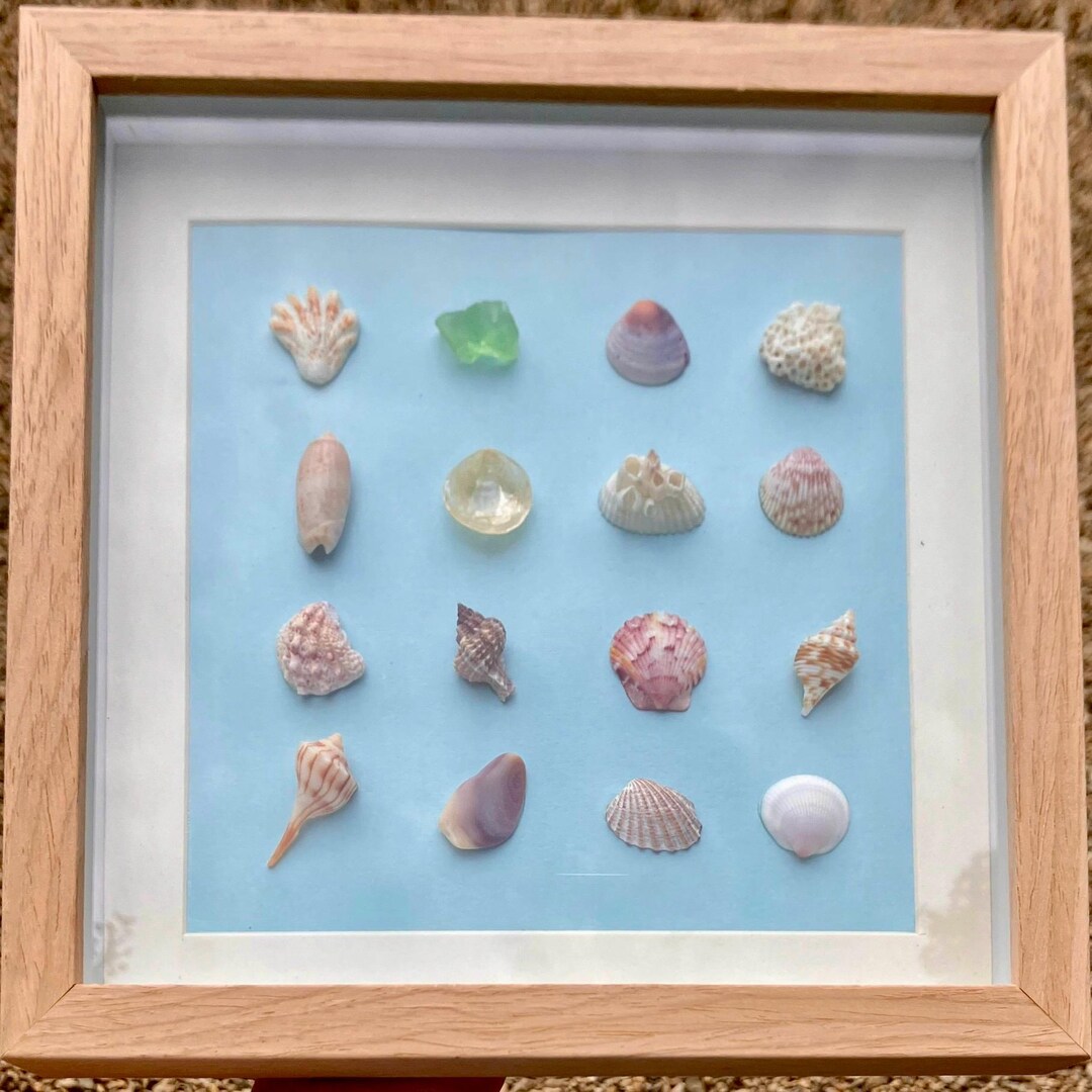 4 X 4 Shell Shadow Box - Etsy