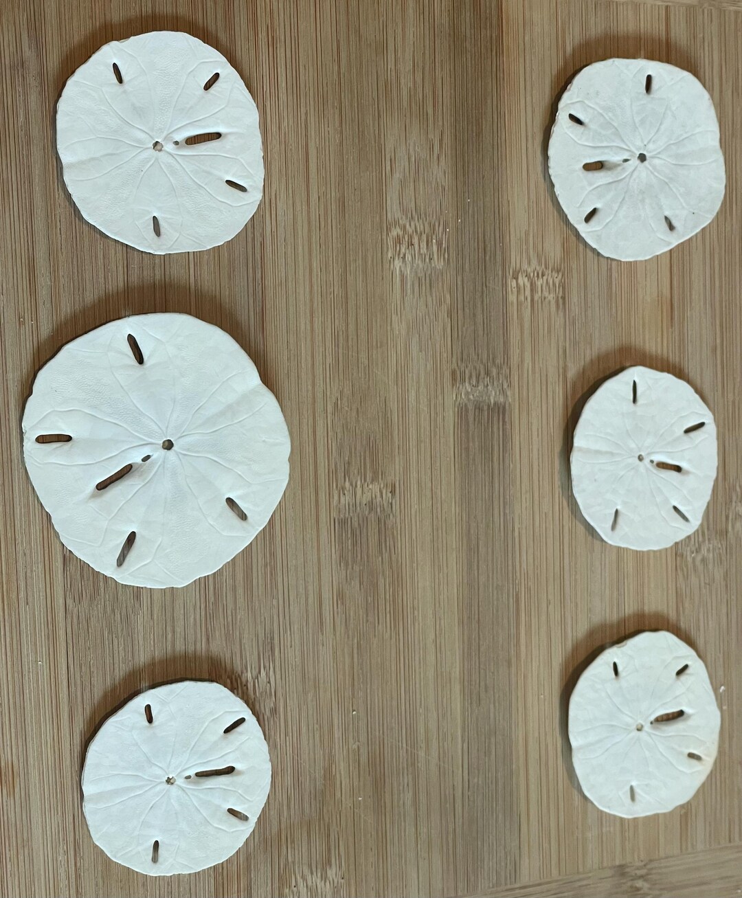 Sand Dollar, 5 Hole Key Hole Sand Dollar, Mermaid Money. - Etsy