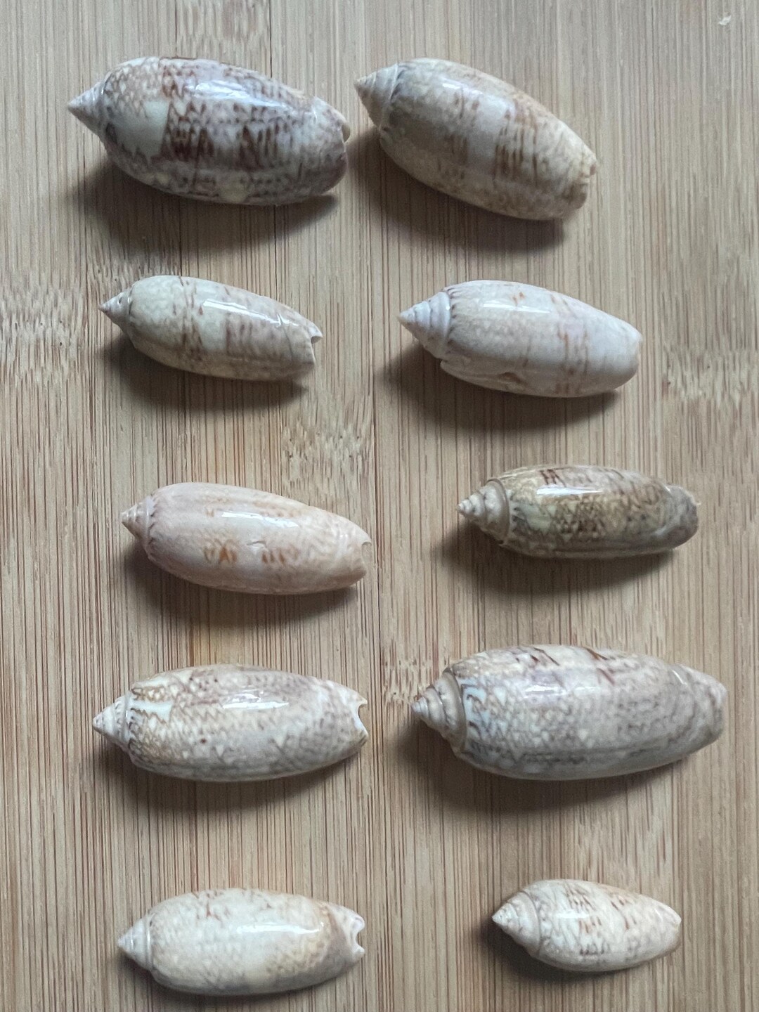 Lettered Olive, Shell, Florida Shell, Olive. - Etsy