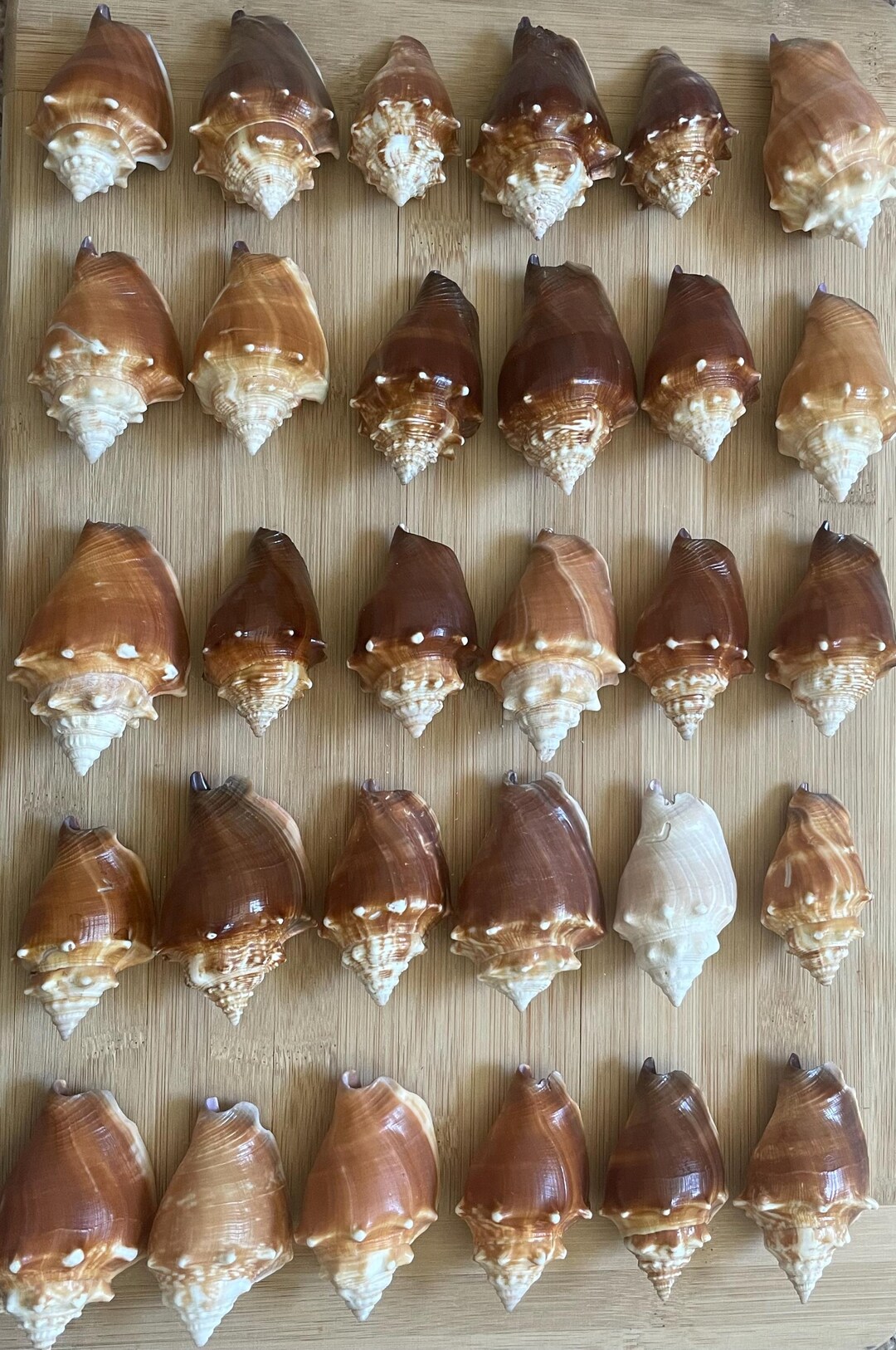 Florida Fighting Conch, Conch, Fighting Conch, FL Shells, Shells - Etsy