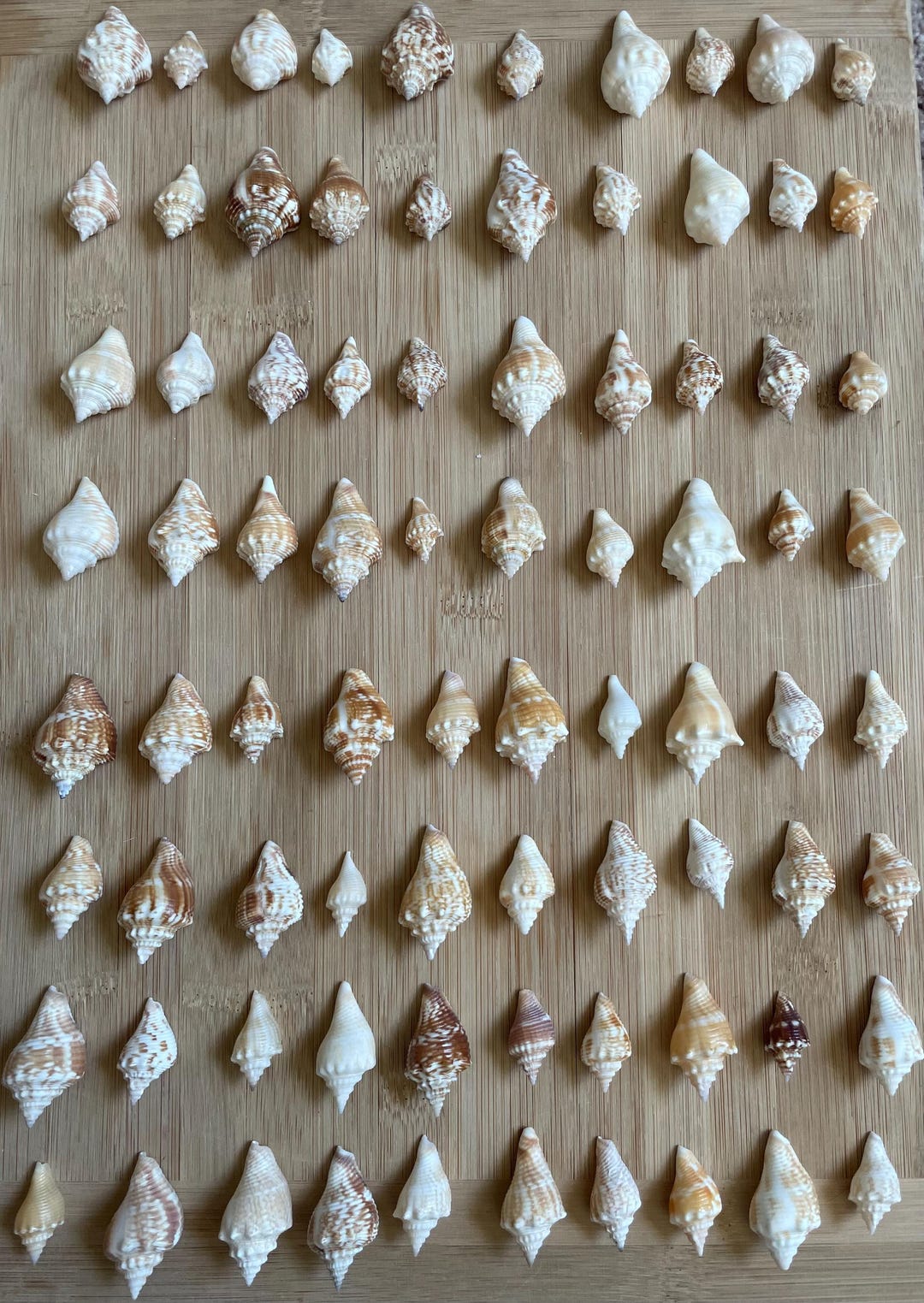 Juvenile Florida Fighting Conch, Fighting Conch, Florida Fighting Conch ...