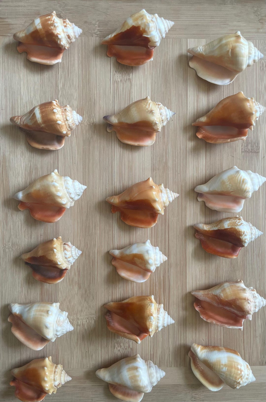 Florida Fighting Conch, Conch, Fighting Conch, Shells, Wedding Shells ...