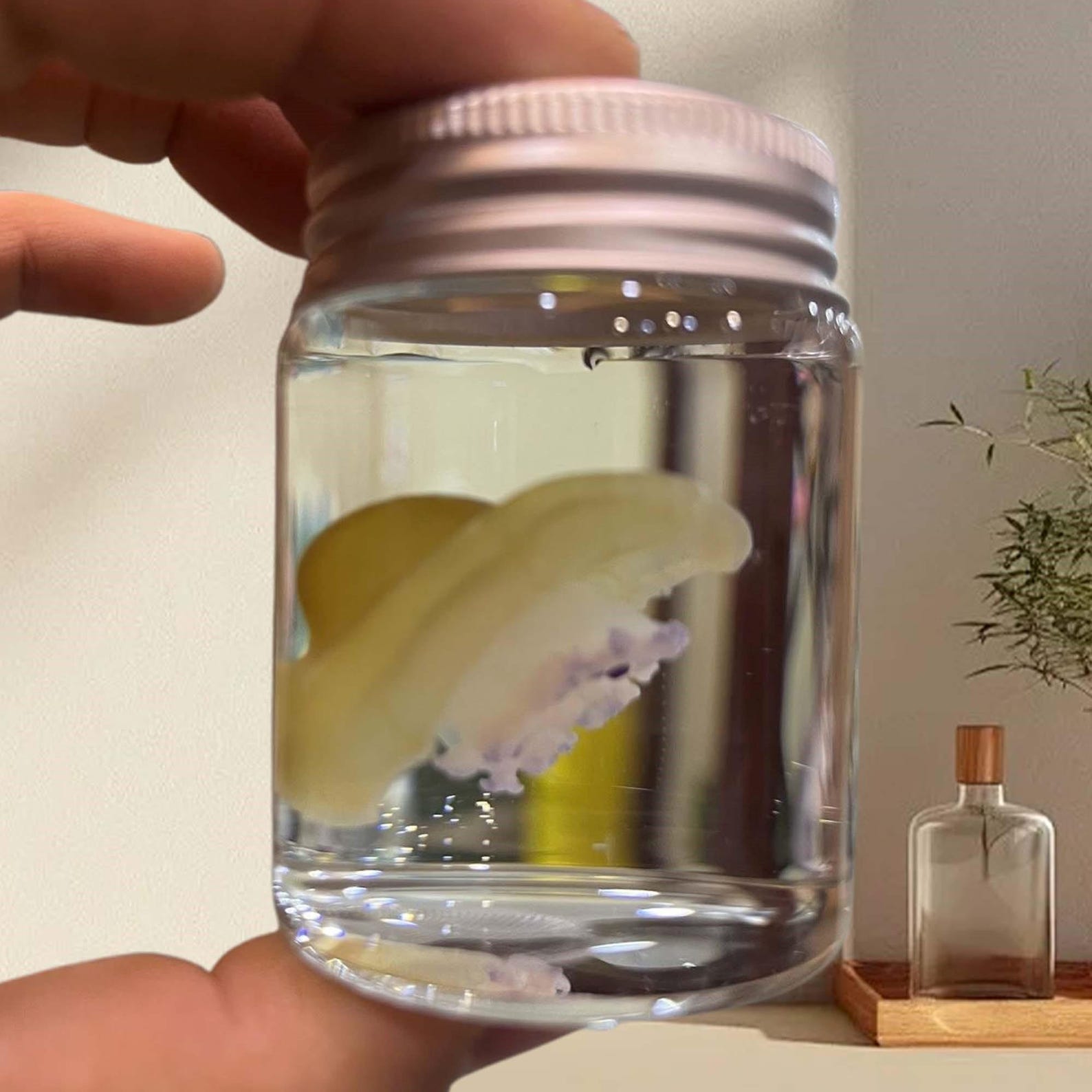 Real Light Yellow Jellyfish Specimen Long-term Preservation Immersion ...