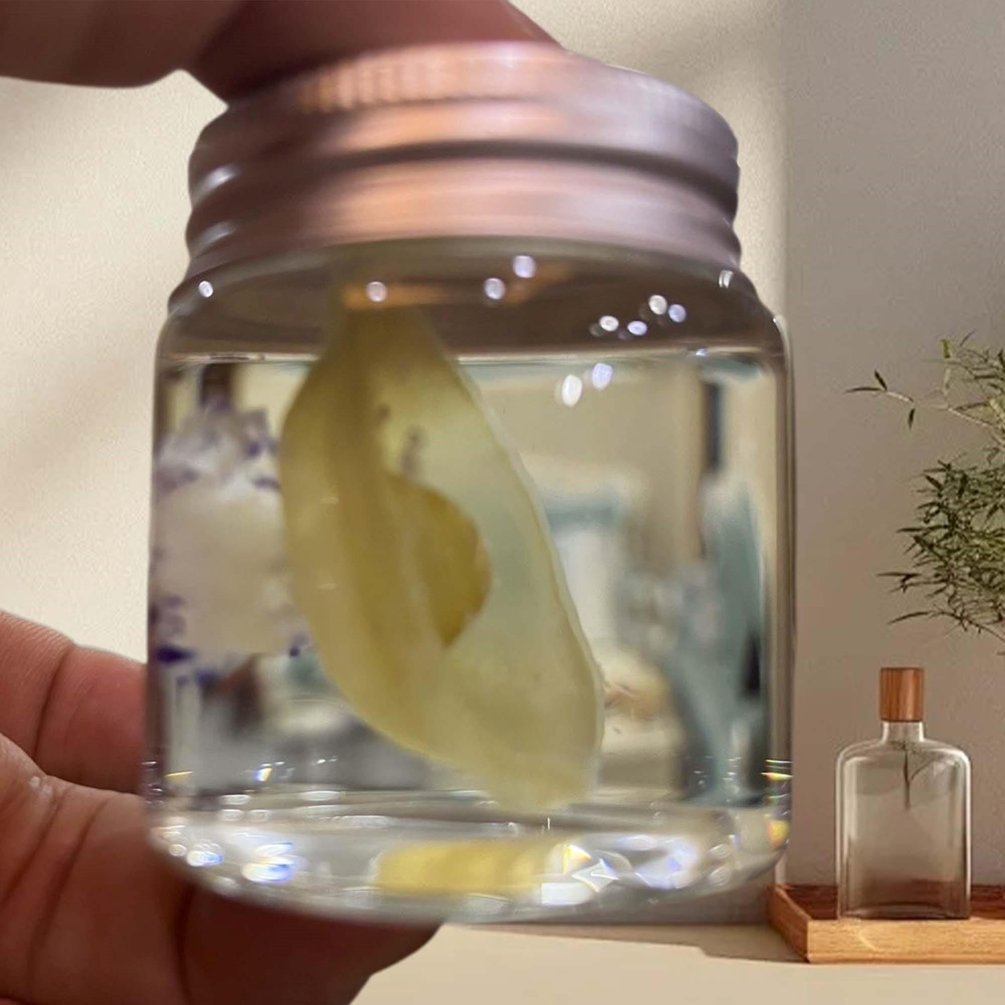Real Light Yellow Jellyfish Specimen Long-term Preservation Immersion ...