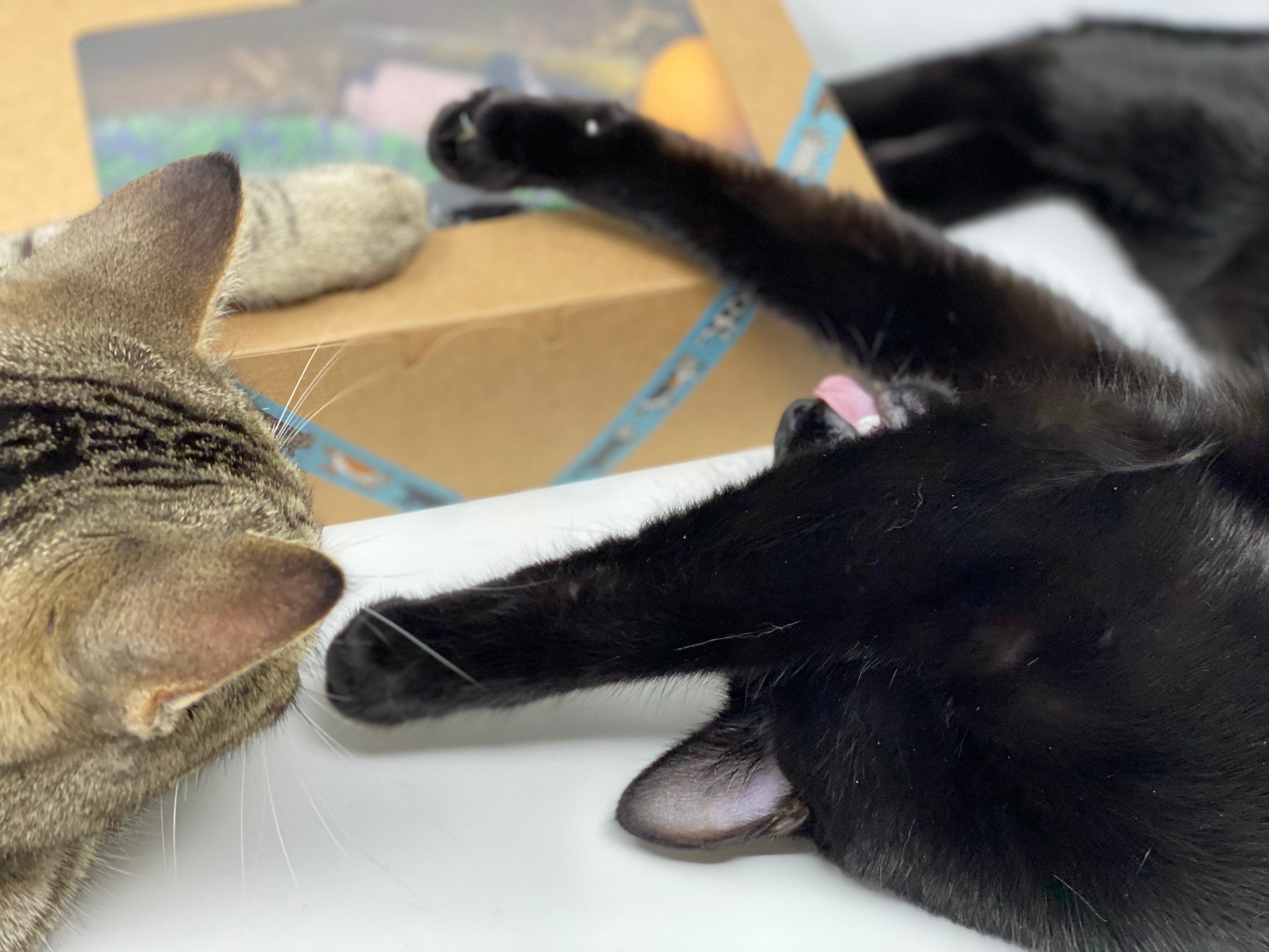 New Cat Gift Box New Kitten Goody Box Organic Catnip Mice - Etsy UK