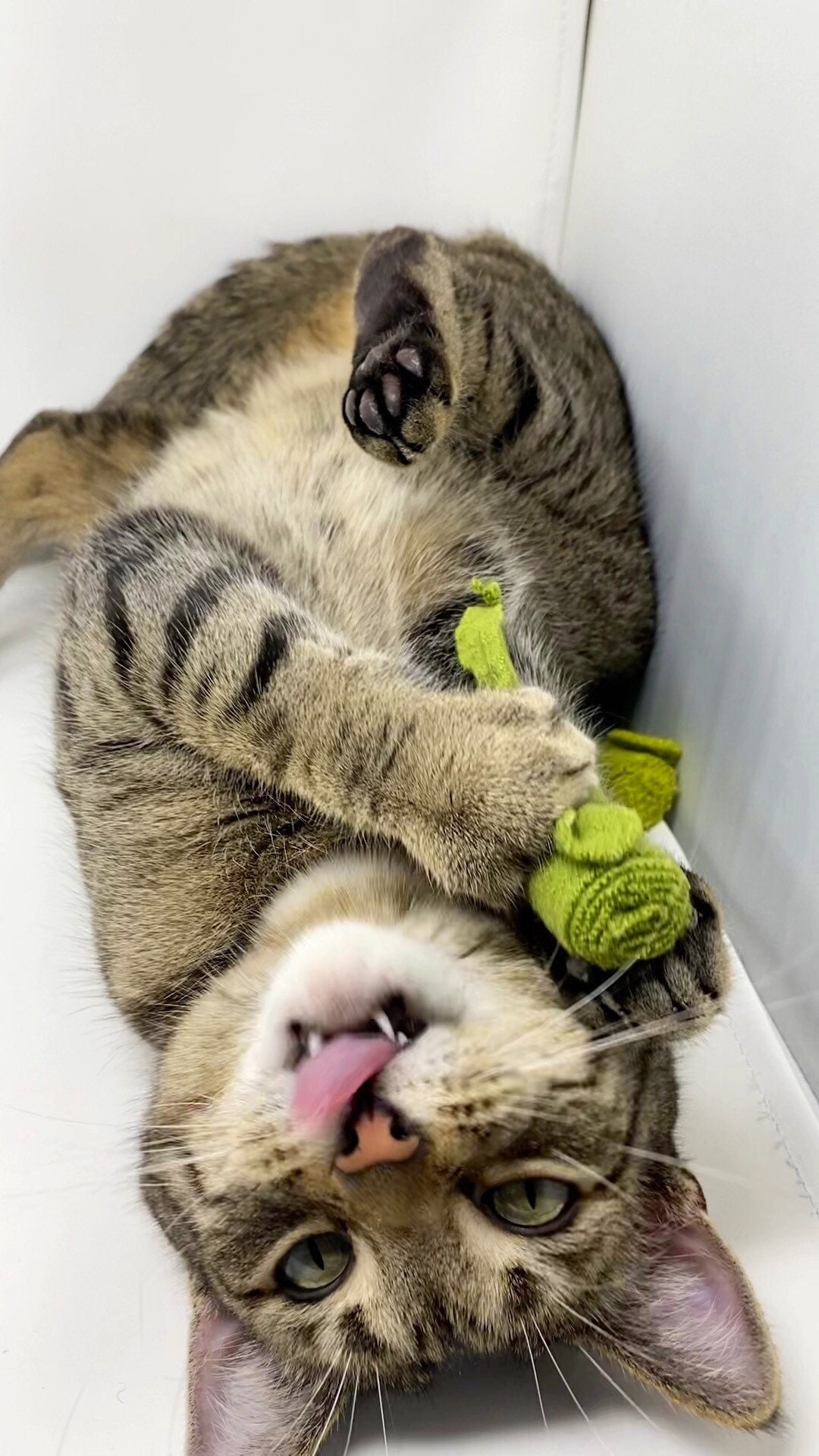 Catnip Mini Mice, Organic Catnip Toys, Assorted Colors, Green Pet Toy ...