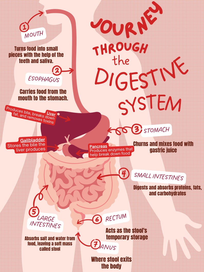 Printable journey Through the Digestive System Poster. Grade 6th 8th . Visual Learning Poster ...