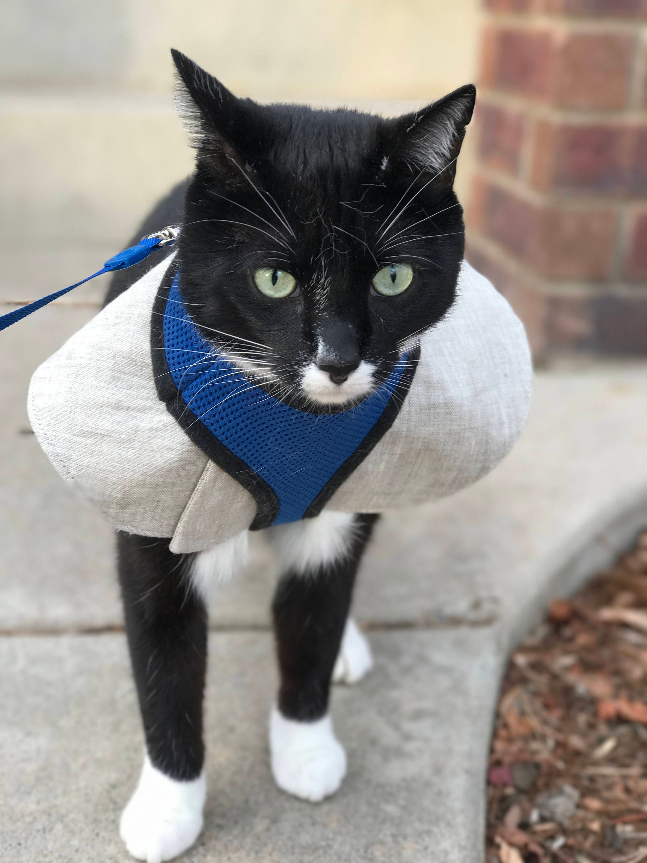 Scribble Cat Cotton Linen Cat Soft Cone Collar/ Cat Cone of - Etsy