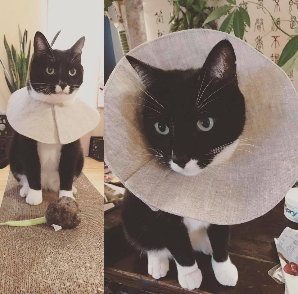 Scribble Cat Cotton Linen Cat Soft Cone Collar/ Cat Cone of - Etsy