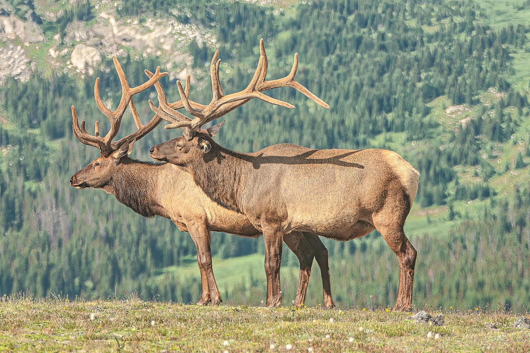 Majestic Elk Pair | Rocky Mountain Wildlife Photography | Nature Fine ...