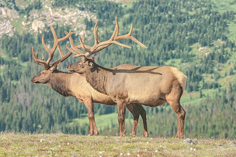 Majestic Elk Pair | Rocky Mountain Wildlife Photography | Nature Fine ...