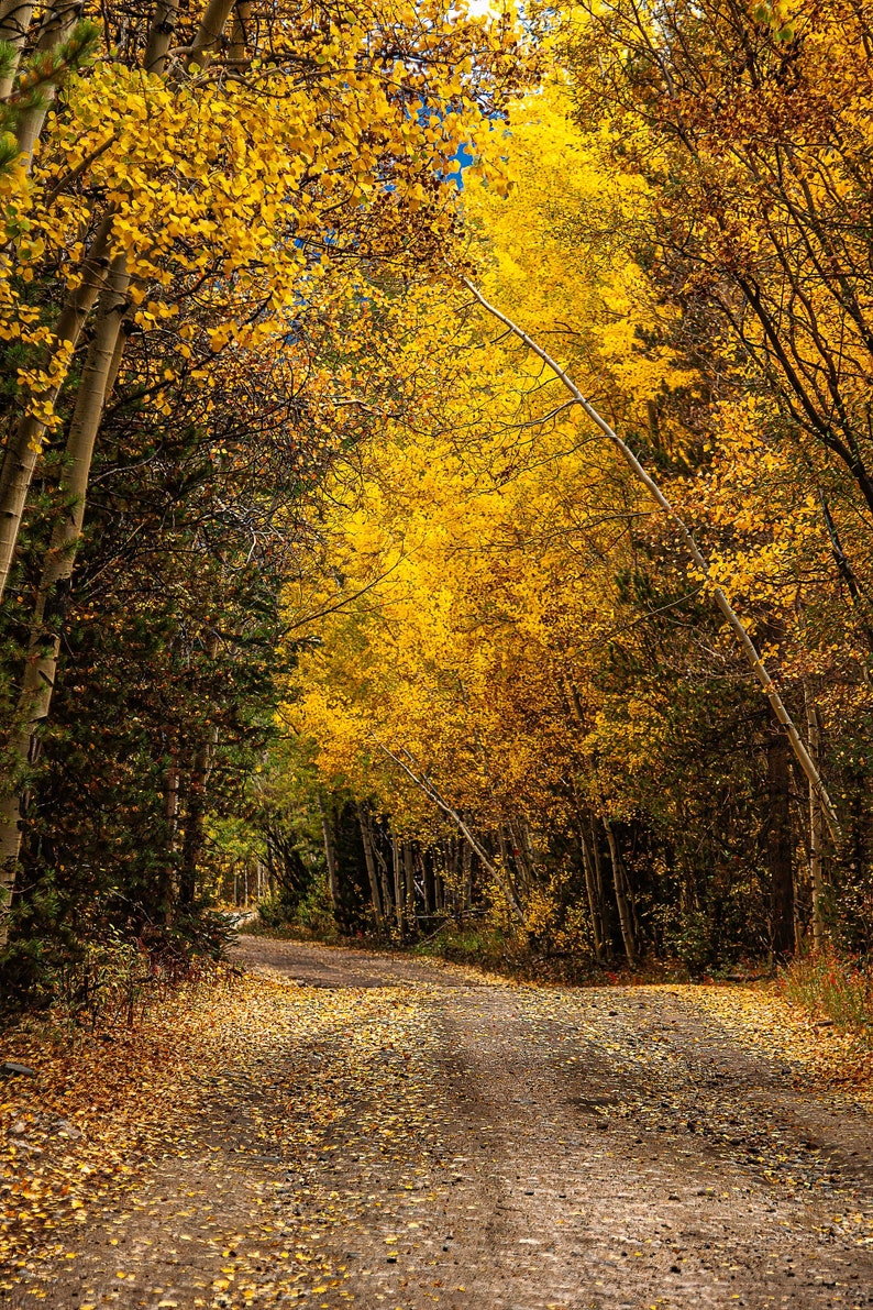 Golden Pathway: Autumn Splendor, Colorado - Etsy