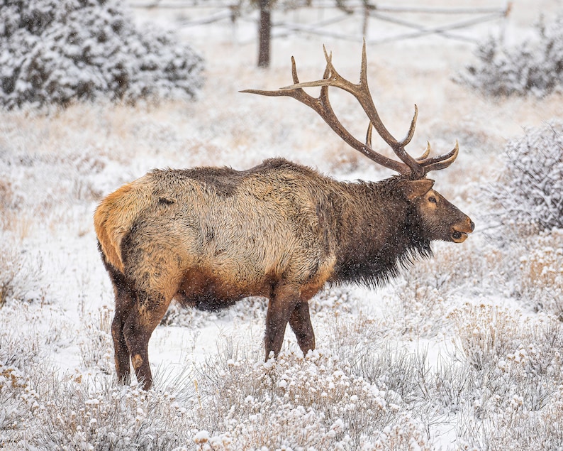 Bull Elk in Snowy Wilderness – Majestic Wildlife Photography | Winter ...