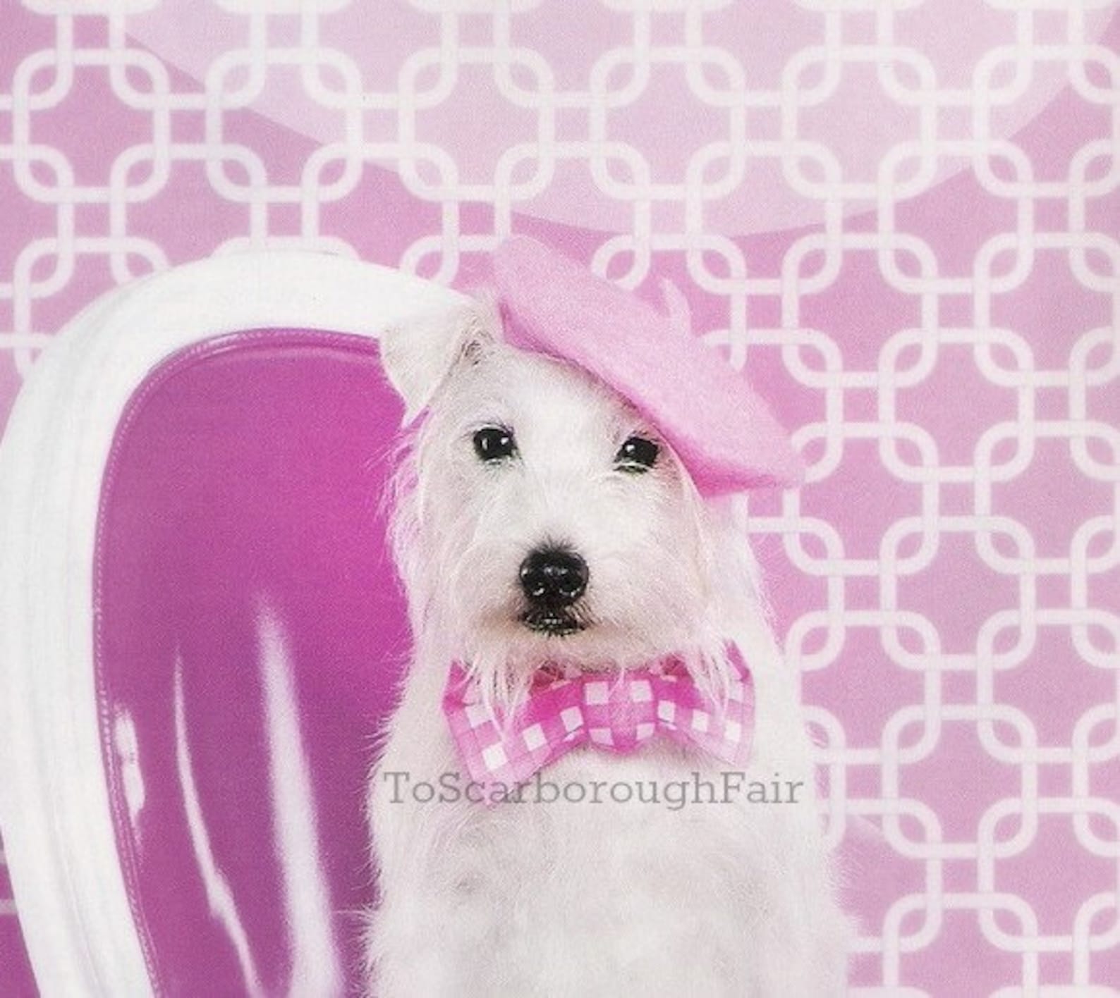 Berets for Dogs Puppy Beret Original Bridesmaids Movie | Etsy