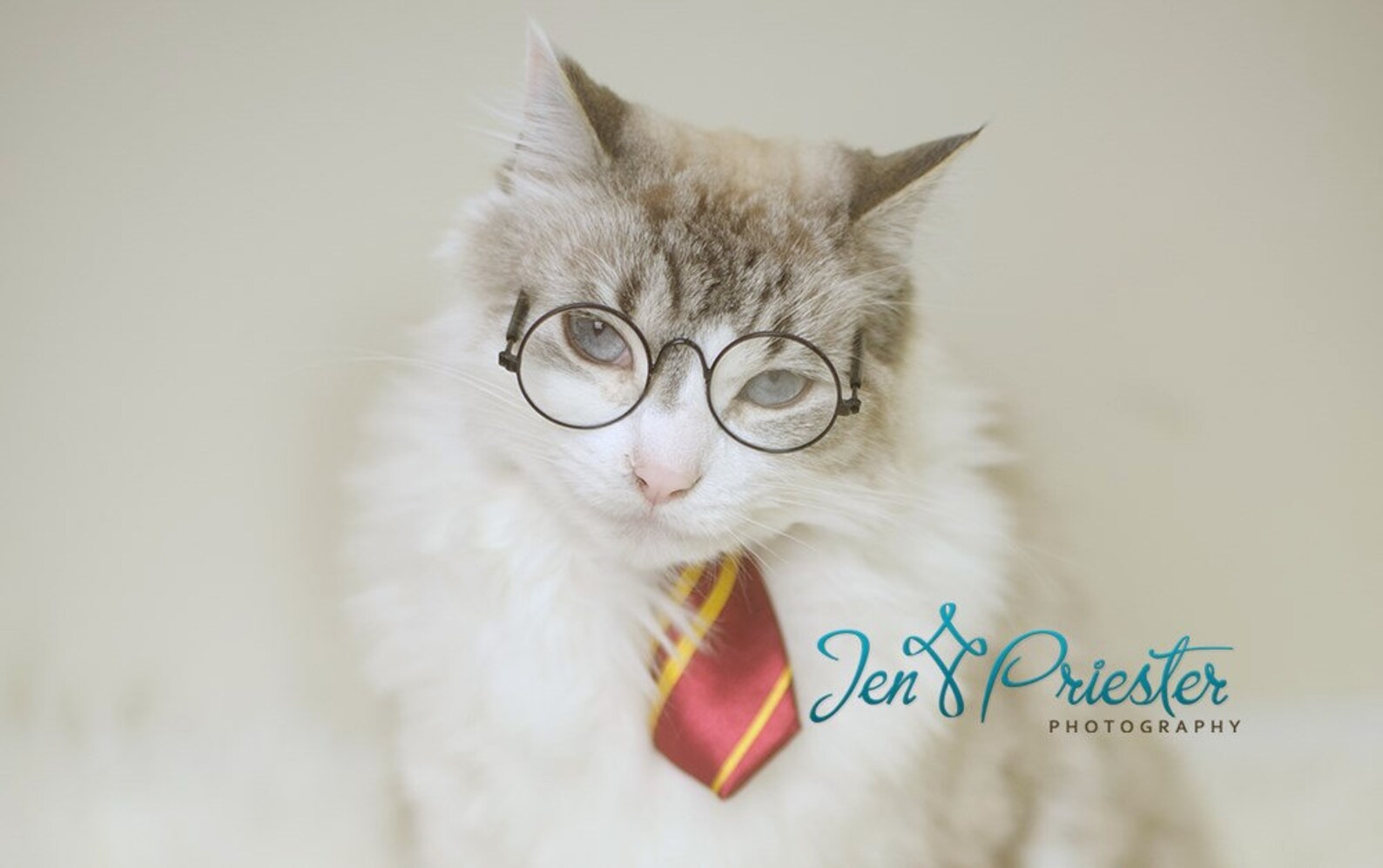 Harry Potter Cat Costume Cat Halloween Costume Harry - Etsy