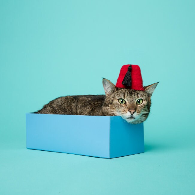 Cat Fez Aladdin Fez for Cats or Dogs Fez for Dog Cat | Etsy