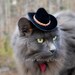 Marine Captain Mini Hat Cat Captain Hat Original Design Pet Costume Pet ...
