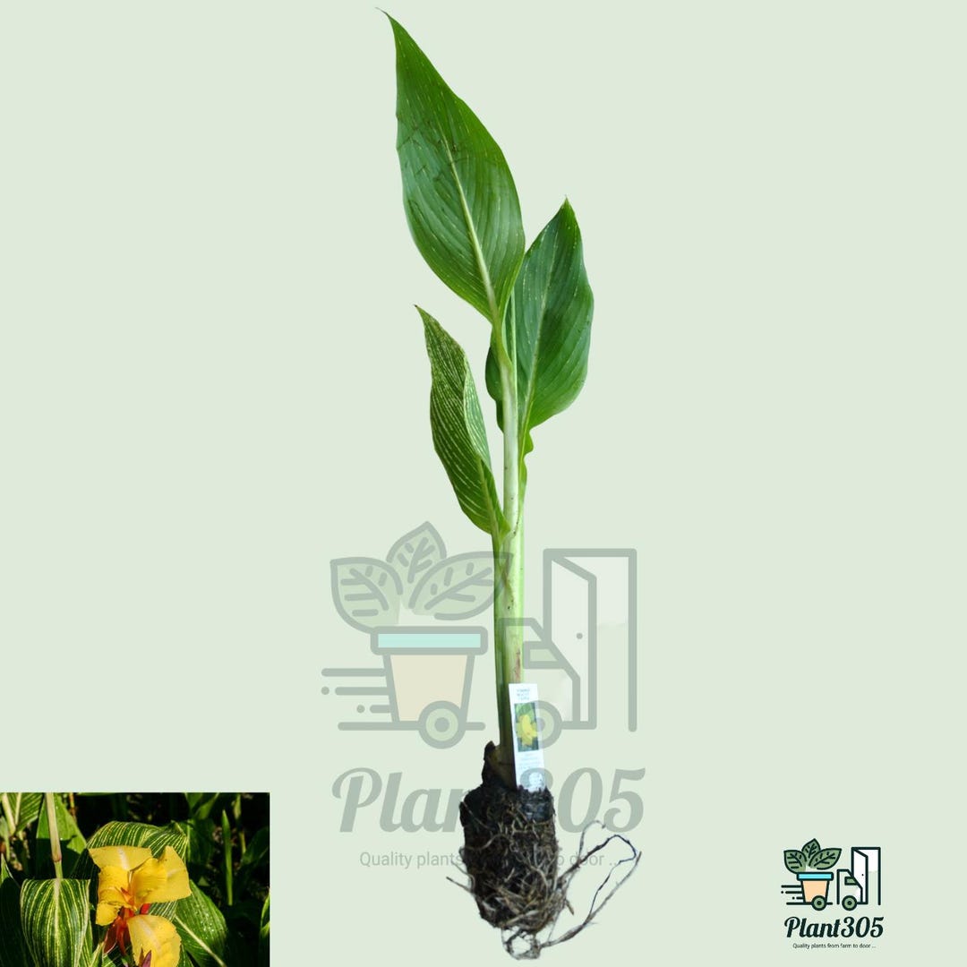 1 PLANT 18" Canna 'striped Beauty' Lily Live Plant, Water Margin ...