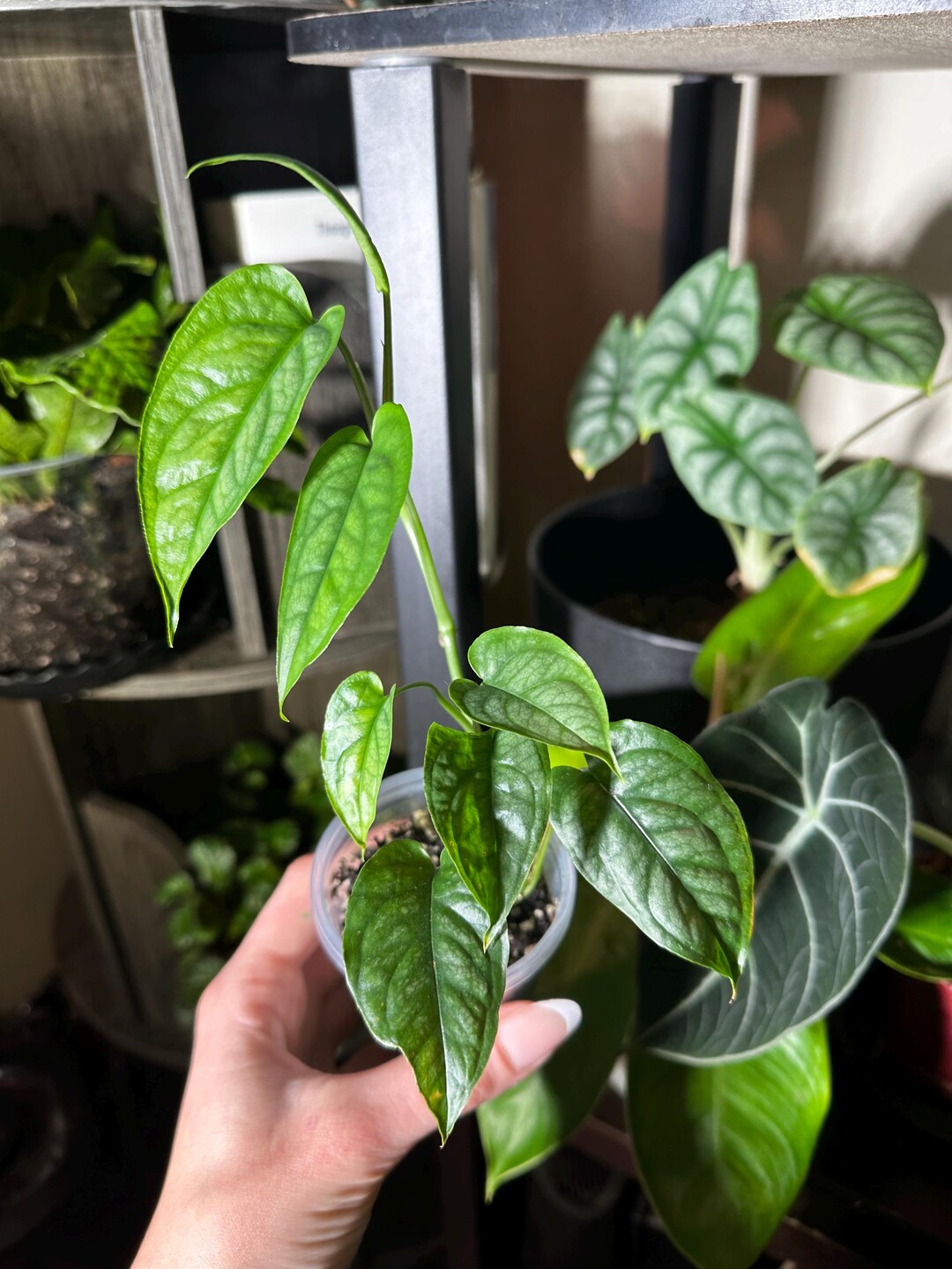 MONSTERA SILVER QUEEN (monstera Siltepecana) - Starter Plant - Cuttings ...