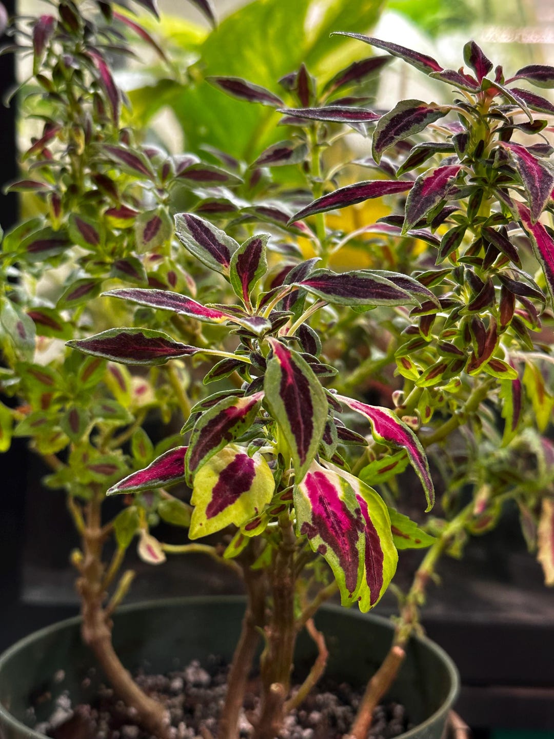 COLEUS SPITFIRE (coleus Scutellarioides) - Starter Plant - Cuttings ...