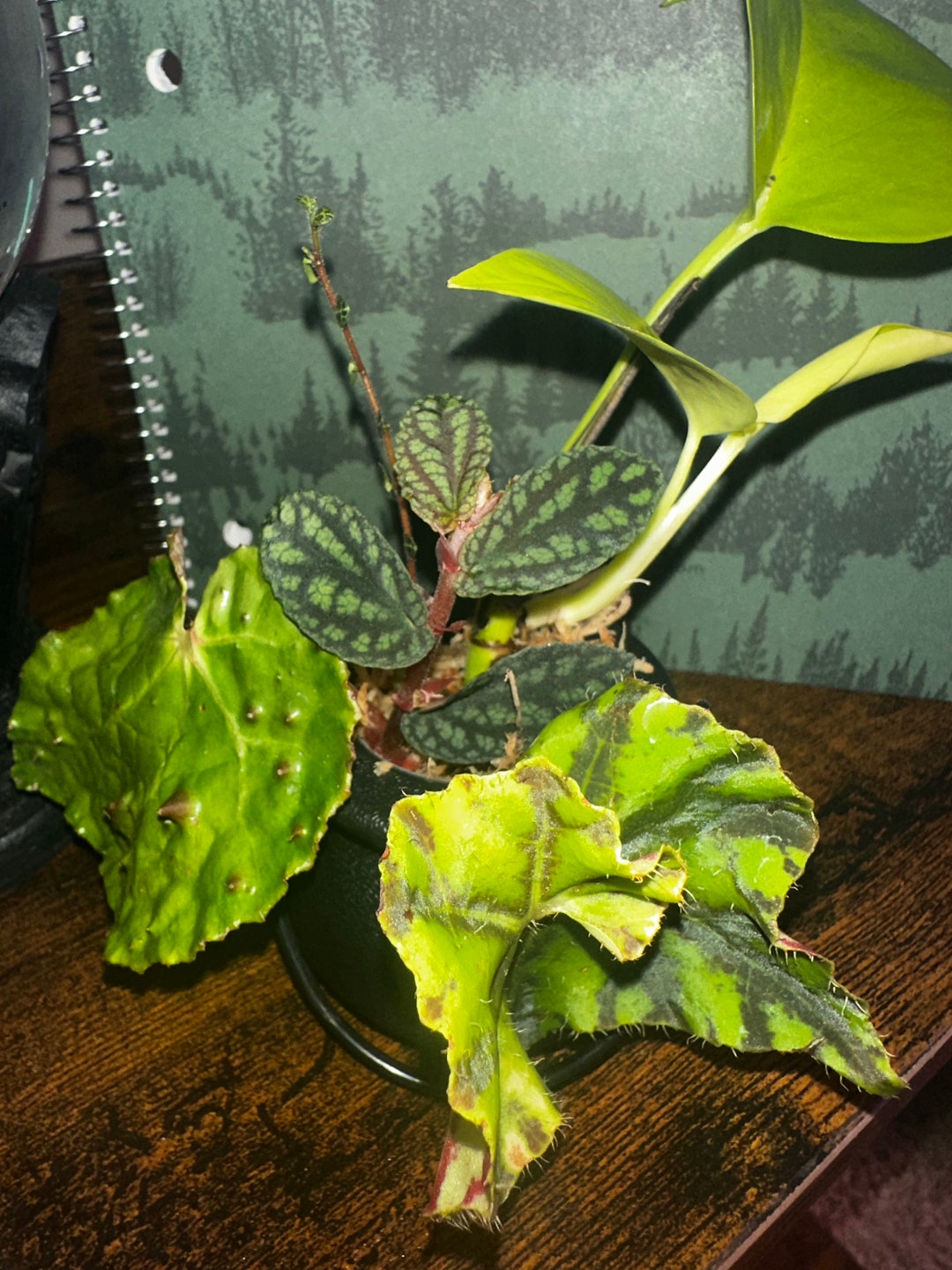 SPOOKY PLANTS BUNDLE - Rex Begonia - Ferox Begonia - Watermelon Begonia ...