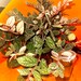 WATERMELON BEGONIA (procris Repens) - Starter Plant - Cuttings *all ...