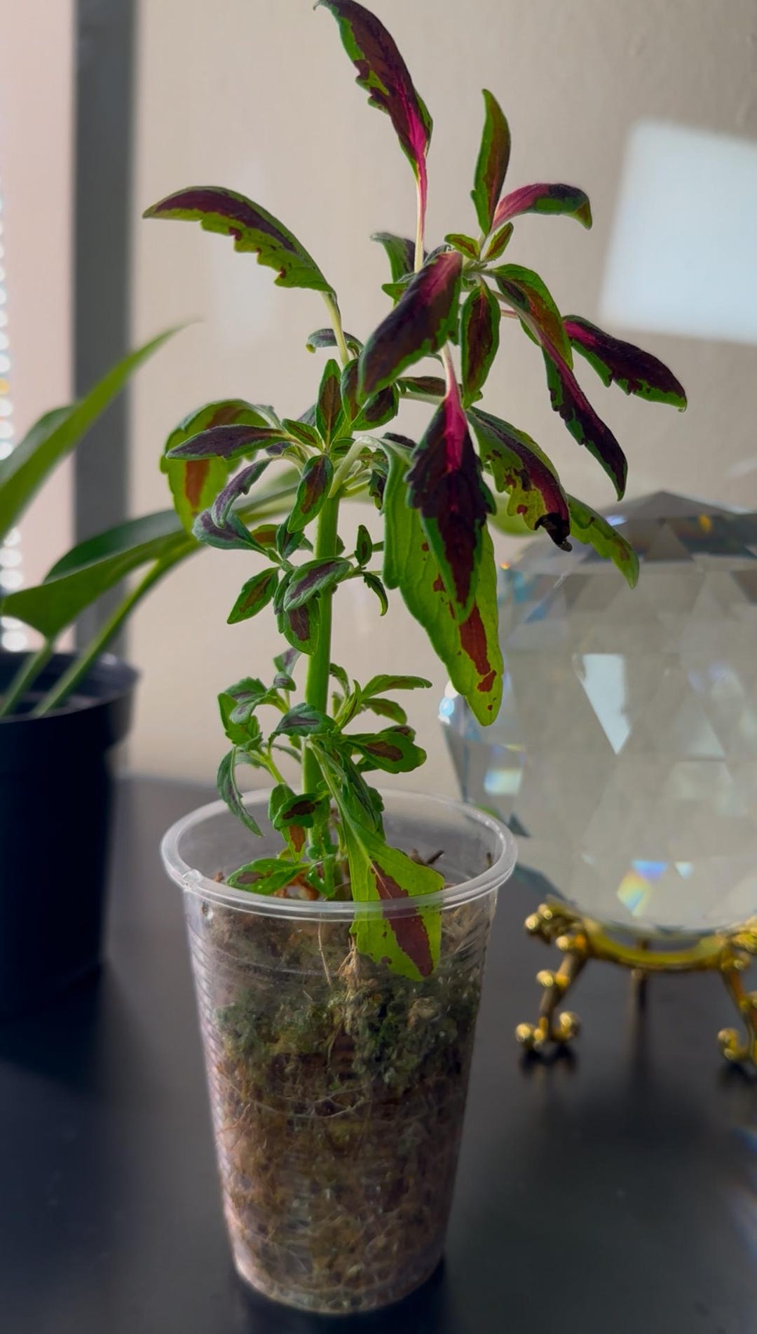 COLEUS SPITFIRE (coleus Scutellarioides) - Starter Plant - Cuttings ...