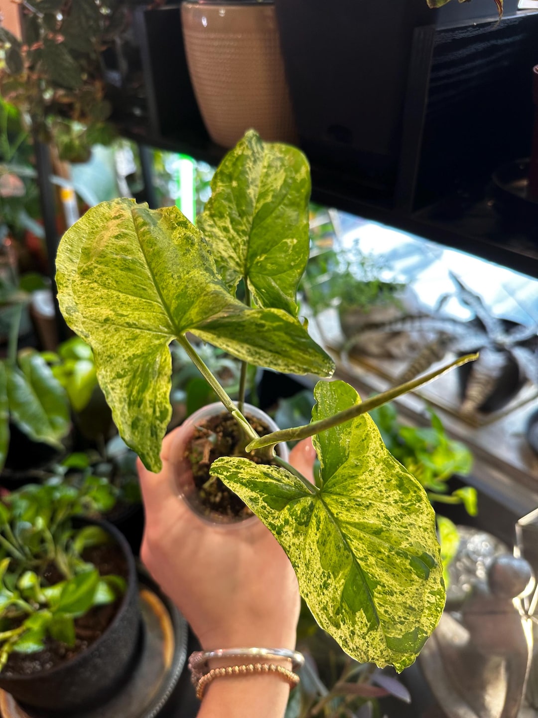 SYNGONIUM MOTTLED / MOJITO (syngonium Podophyllum Mottled) - Starter ...