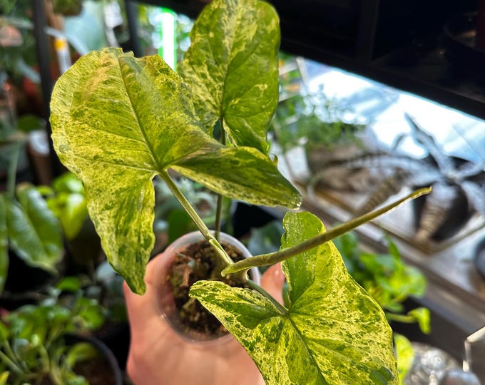 SYNGONIUM MOTTLED / MOJITO (syngonium Podophyllum Mottled) - Starter ...
