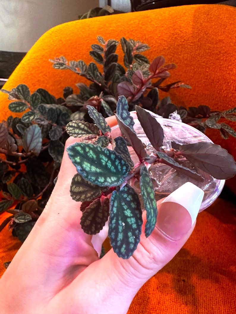 WATERMELON BEGONIA procris Repens Cuttings Starters all Starter Plants ...