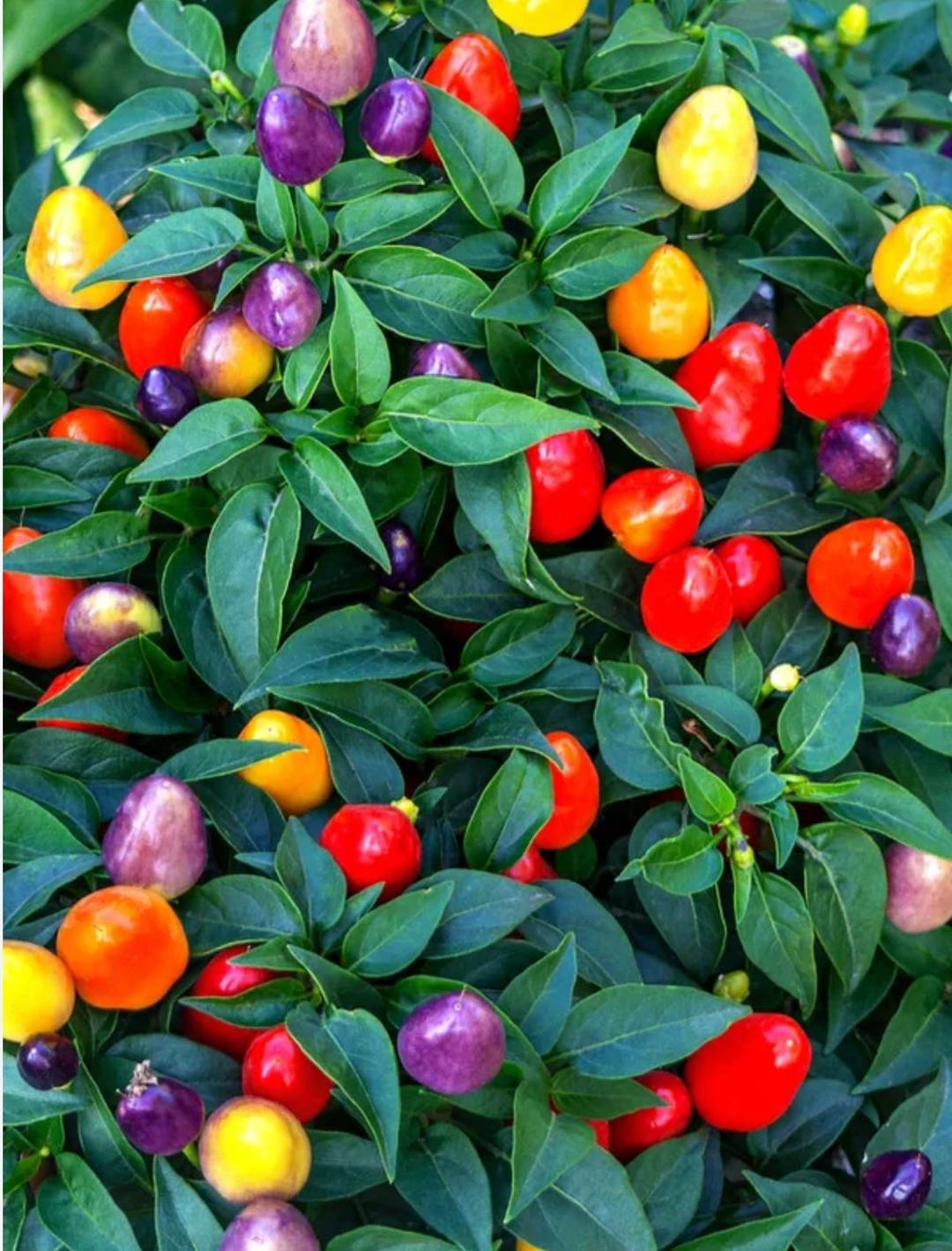 50+ Chinese 5 Color Pepper Seeds - Etsy