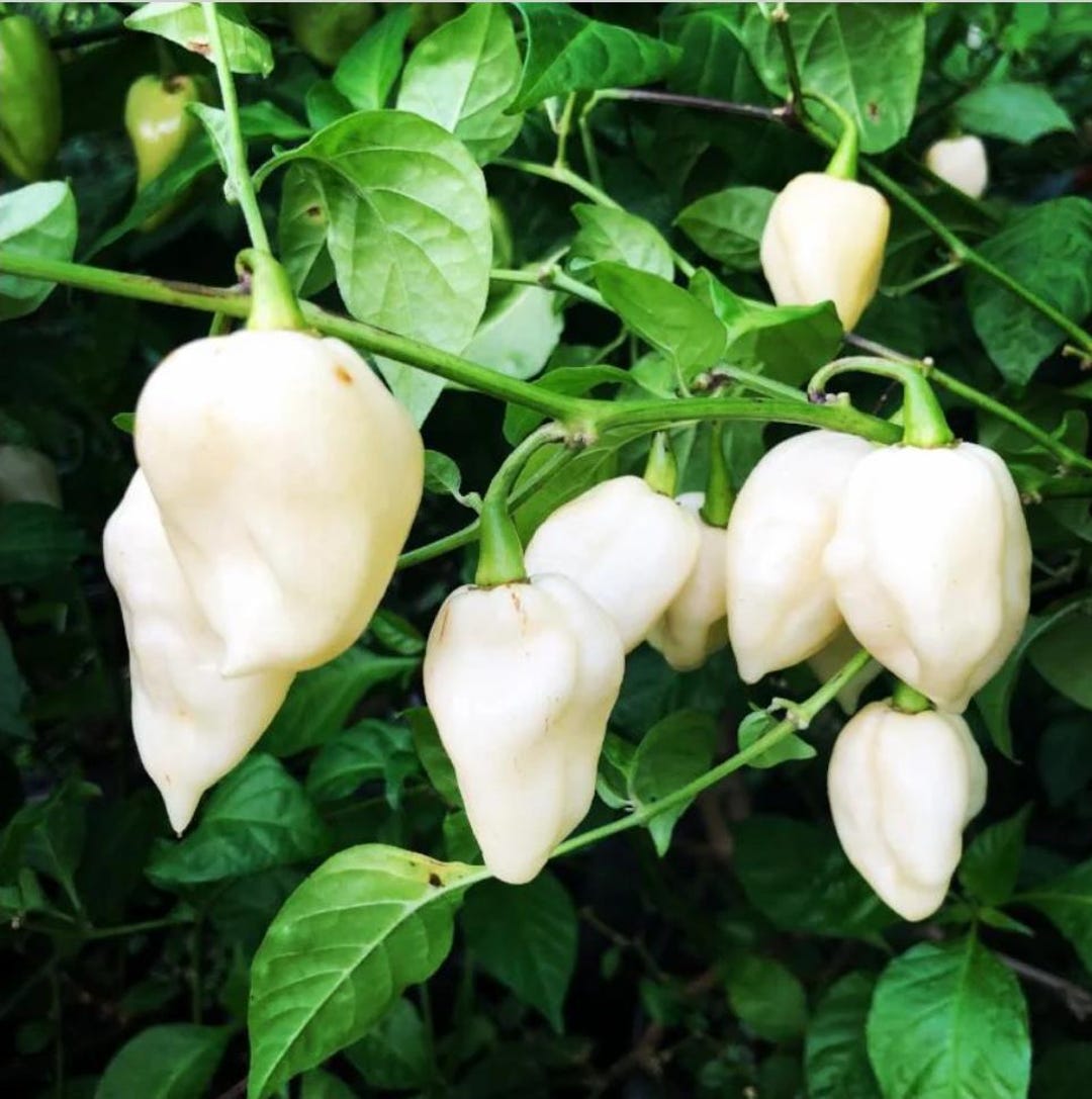 50+ White Ghost Pepper Seeds (1 Million Scoville! Extremely Hot) - Etsy