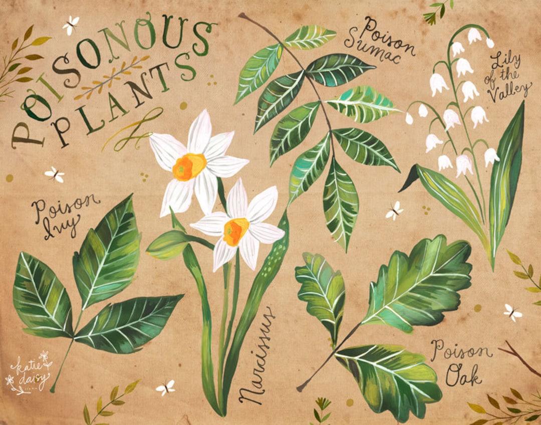 Poisonous Plants | Nature Chart | Educational Wall Art | Outdoorsy ...