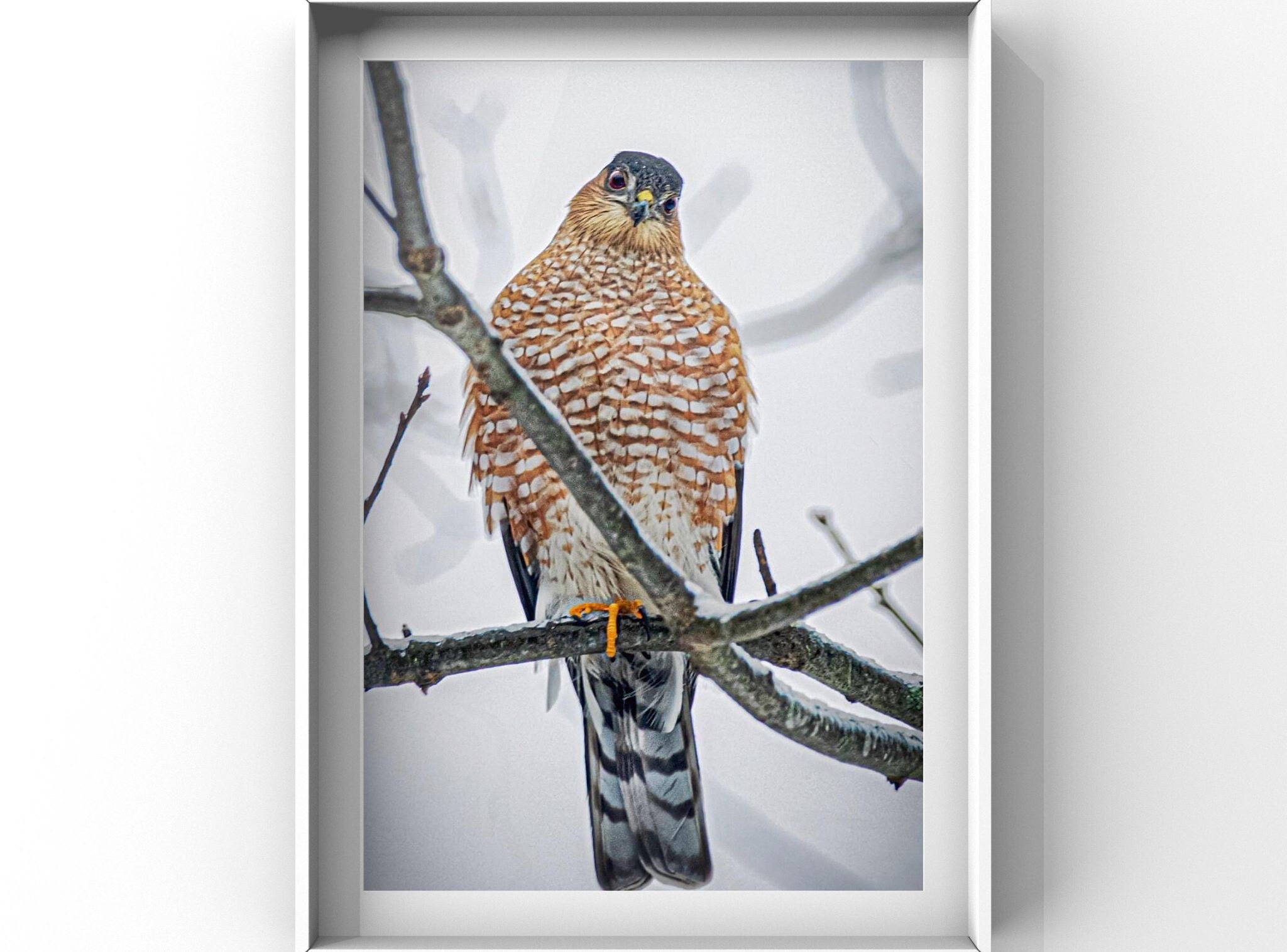 Beautiful Predator Sharp-shinned Hawk Stalking Songbirds. - Etsy
