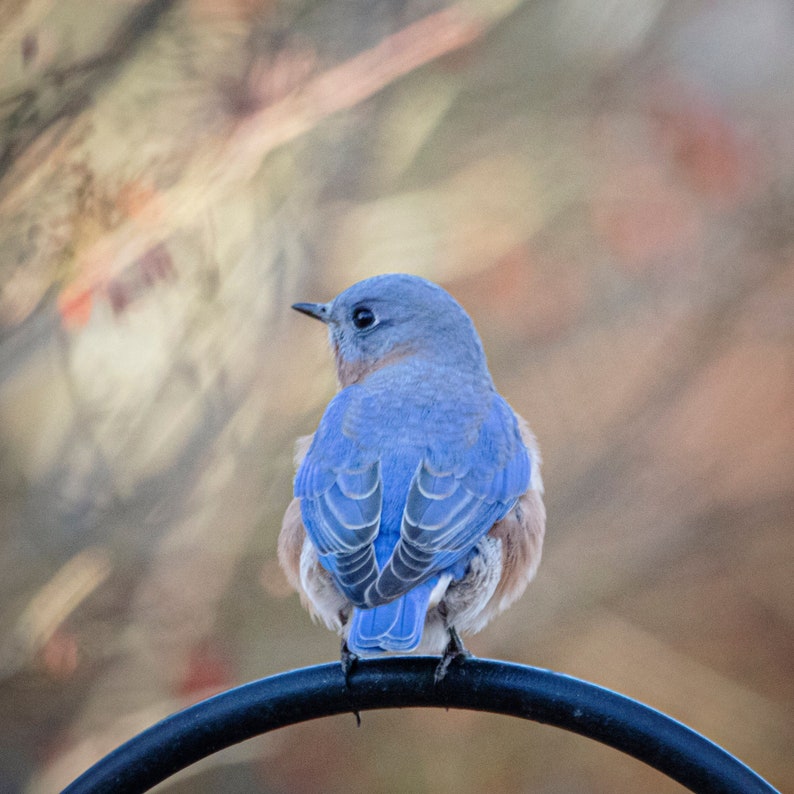 The Most Beautiful Eastern Bluebird With Vibrant Colors. Maine Nature ...