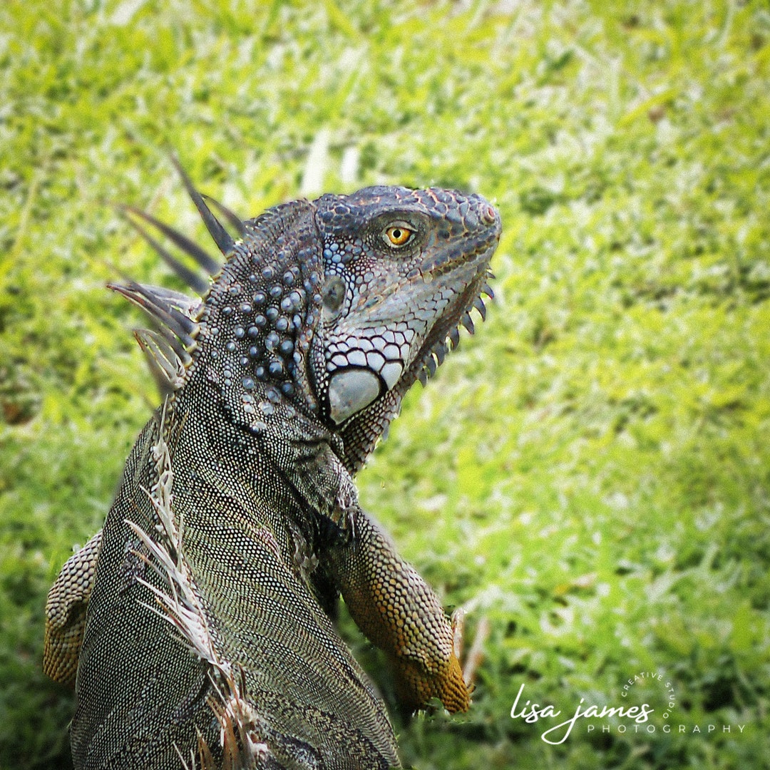 Gorgeous Iguana With Vibrant Colors and Textures. Nature, Landscape ...