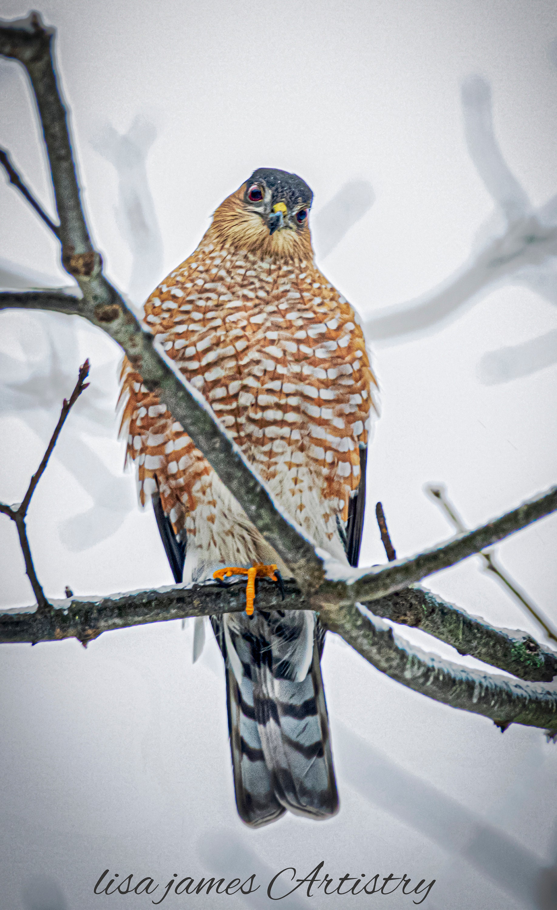 Beautiful Predator Sharp-shinned Hawk Stalking Songbirds. - Etsy
