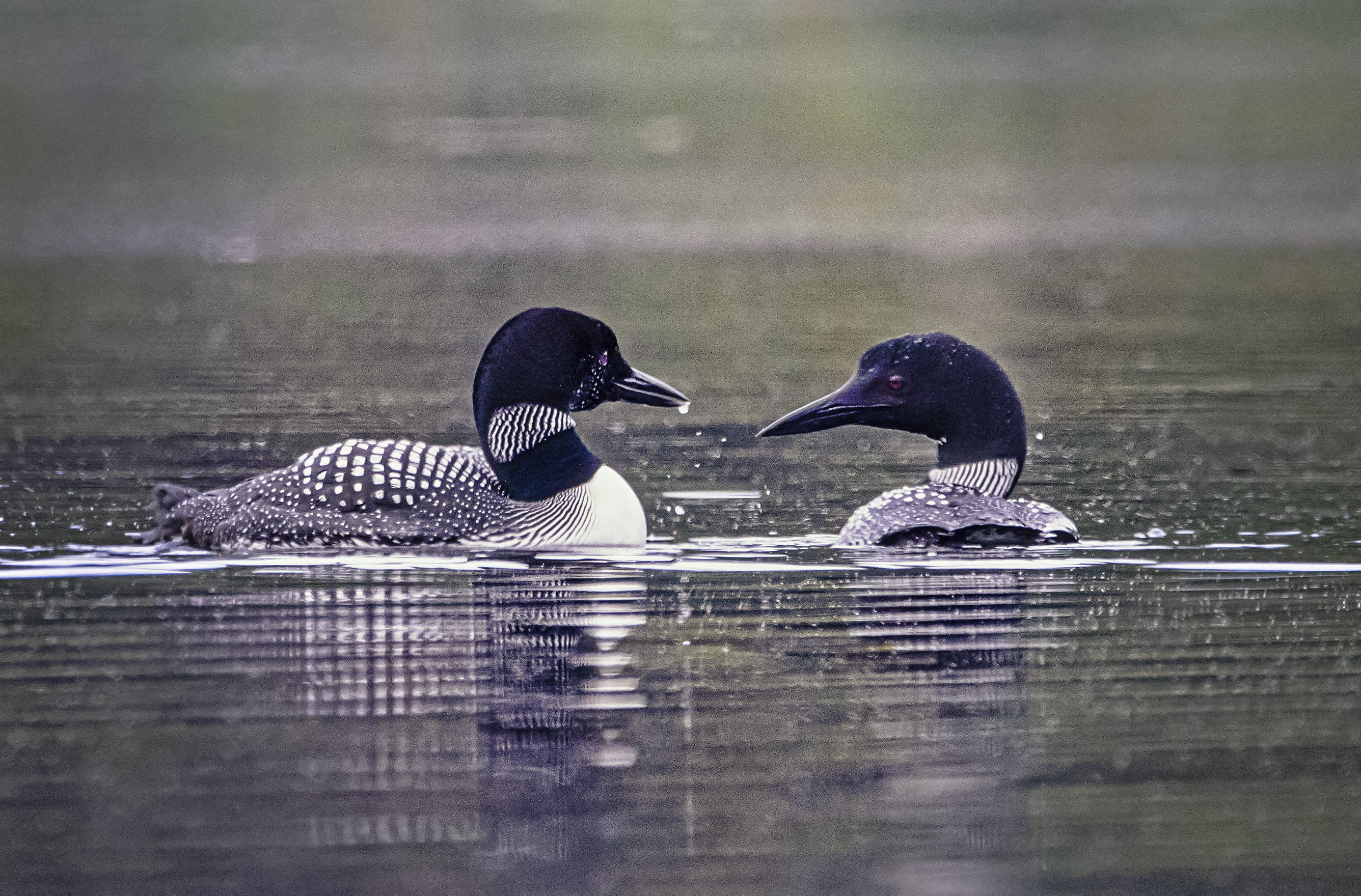 The Stunning Pair of Loons Enjoying the Freshwater Coolness on the ...