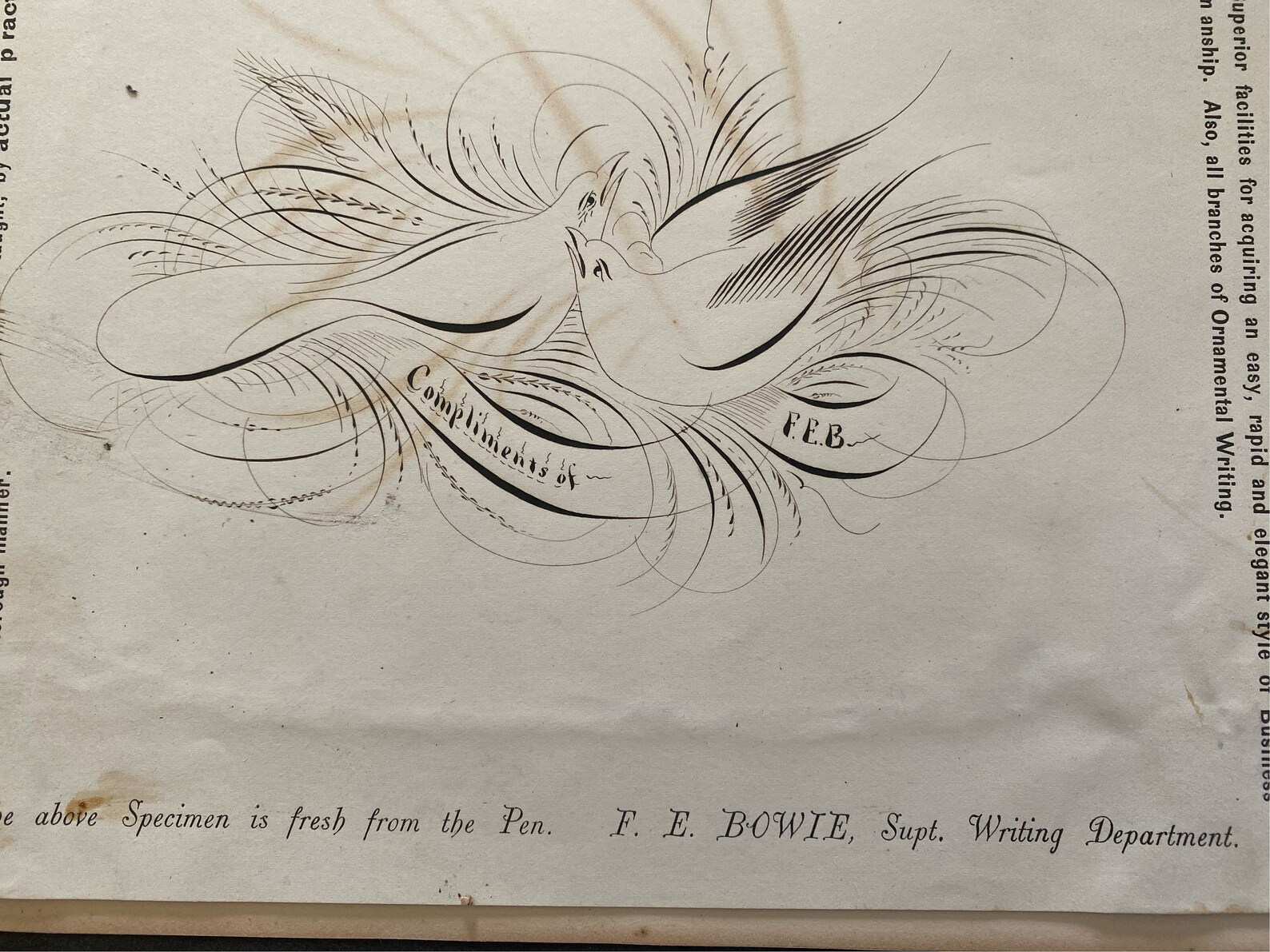 Antique (late 1800s) Framed and Signed Fancy Penmanship Drawing ...
